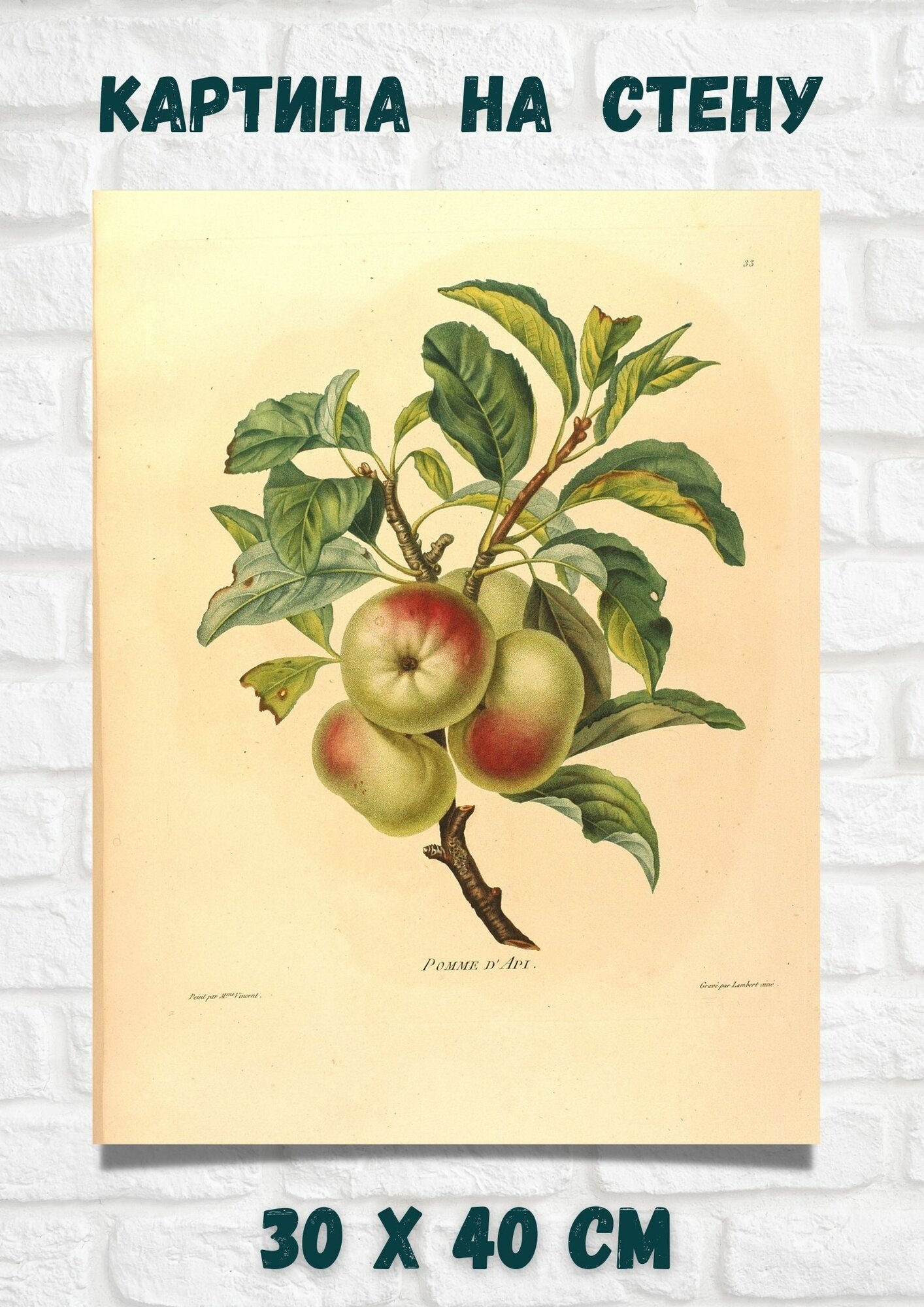 Картина на холсте в стиле Ботаника "Яблоко фрукт" 30х40