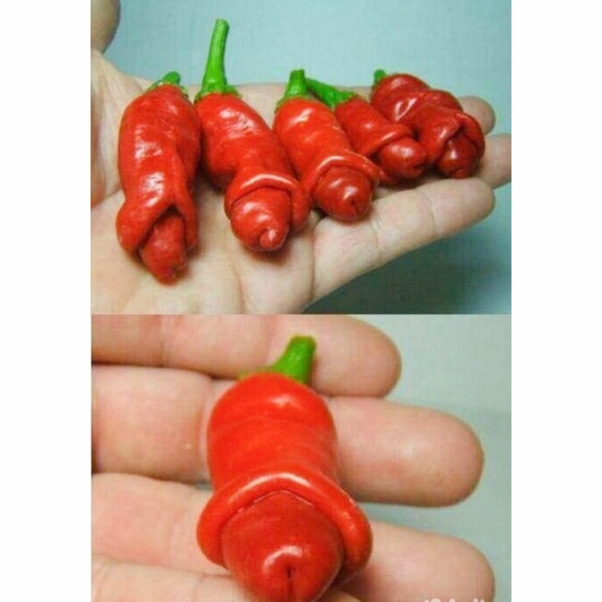 Перец острый семена(Эрос 5 семечек )