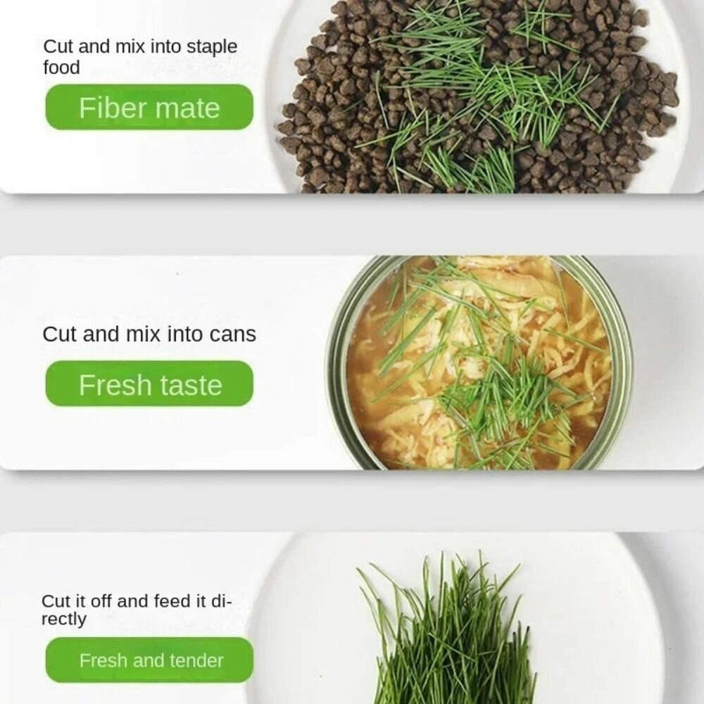 Кошка Трава Плантатора Коробки