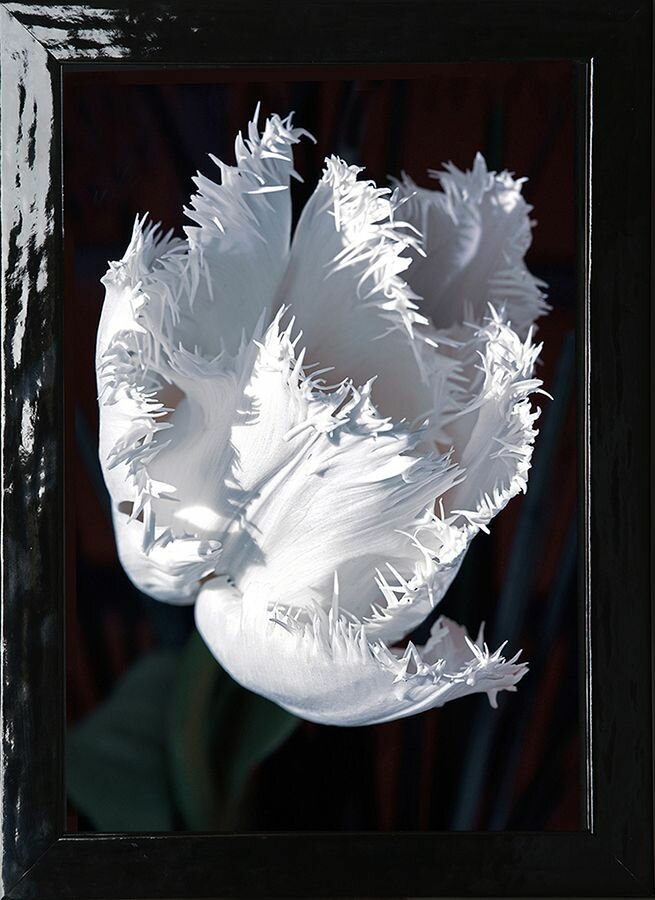 Фотокартина "Белое сияние" - в багете черный лак (дерево)