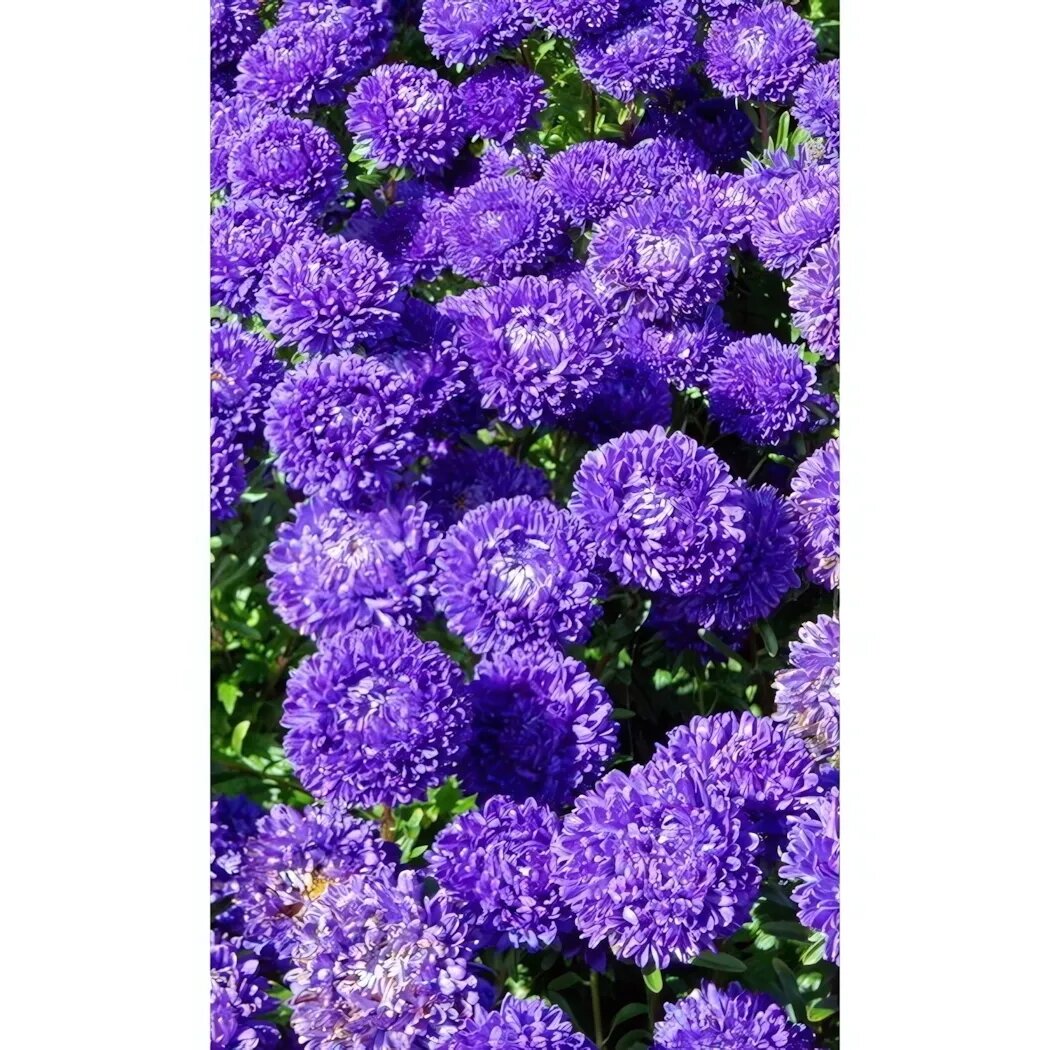 Семена астра пионовидная Дюшес Блю, высота 70 см, махровые цветы