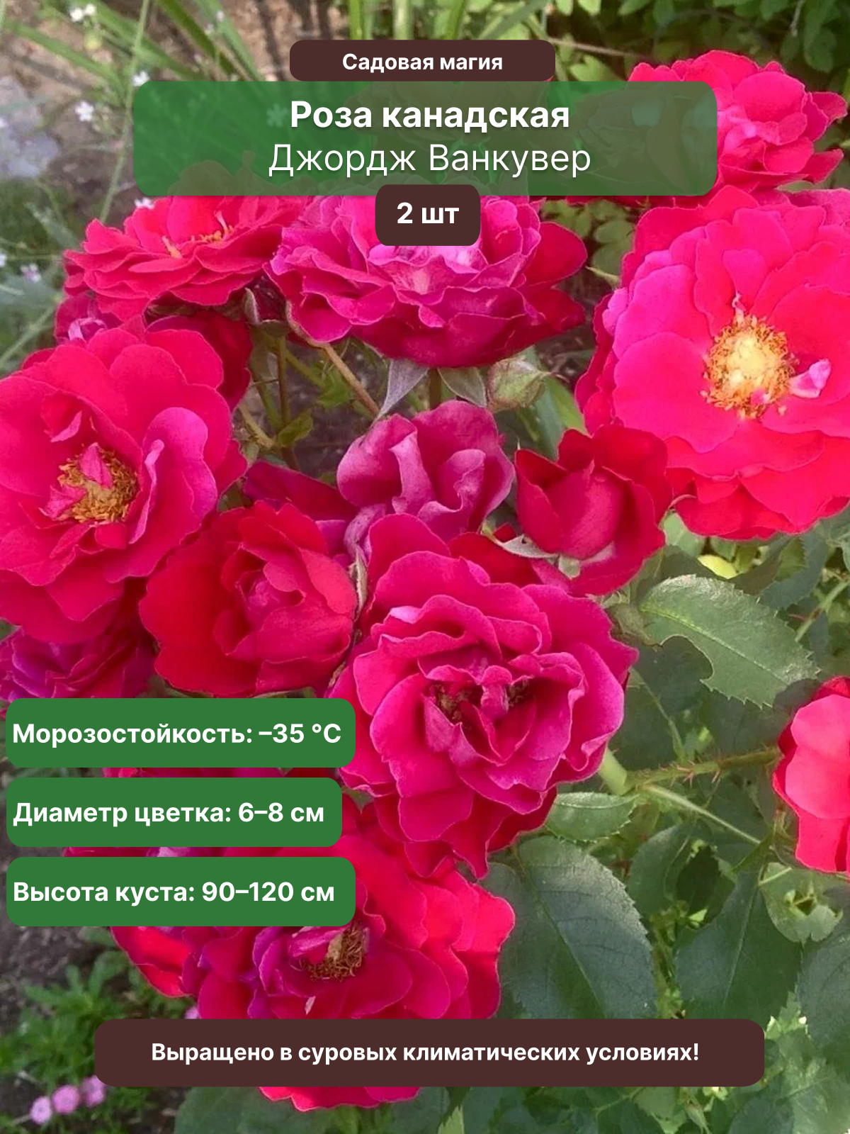 Роза канадская Джордж Ванкувер / 2 шт, морозостойкая, цвет малиновый