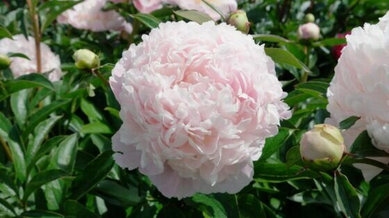 Пион Свит Шестнадцать 1 шт