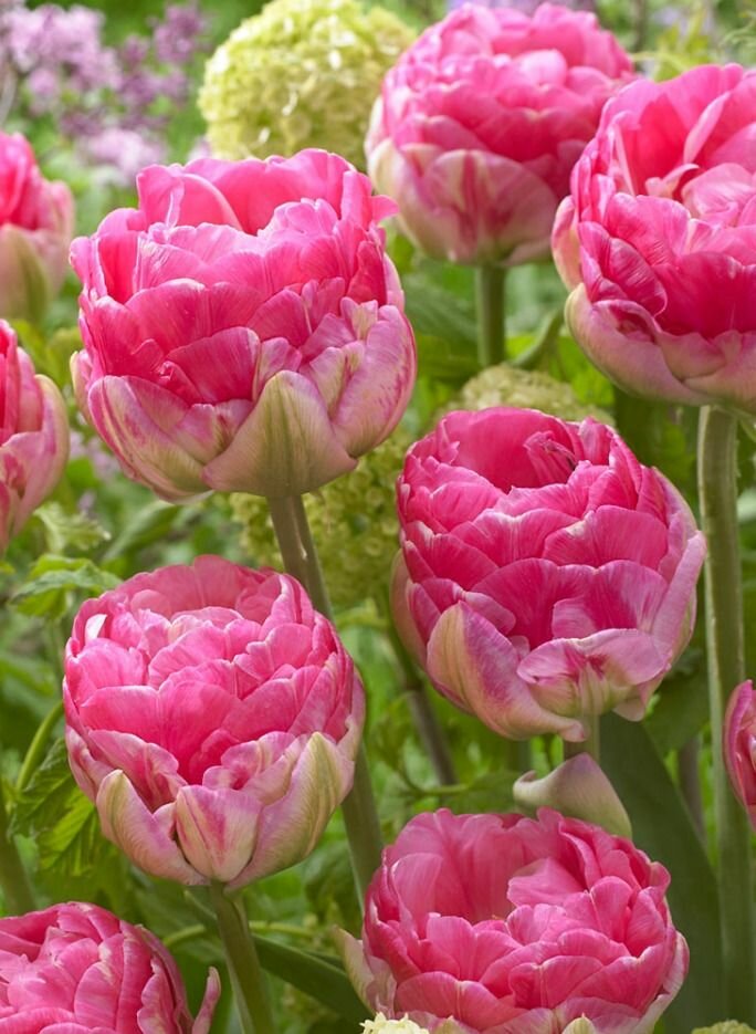 Тюльпан махровый Ап Пинк 5 шт.