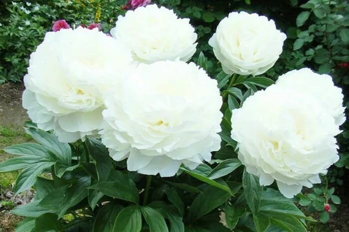 Пион Ann Cousins