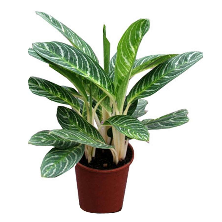 Аглаонема Лемон - Aglaonema Lemon D13 H45