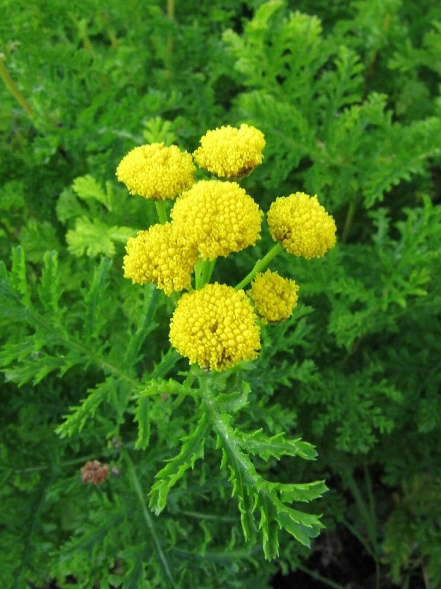 Семена Пижма обыкновенная курчавая (Tanacetum crispum), 50 штук семян