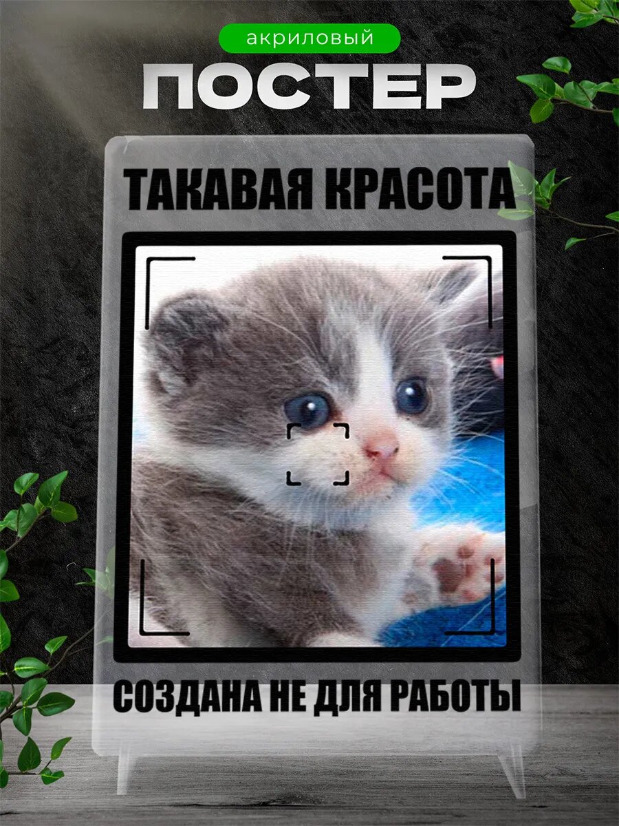 Акриловый постер, открытка подарочная на подставке с цветным принтом кот мем постер