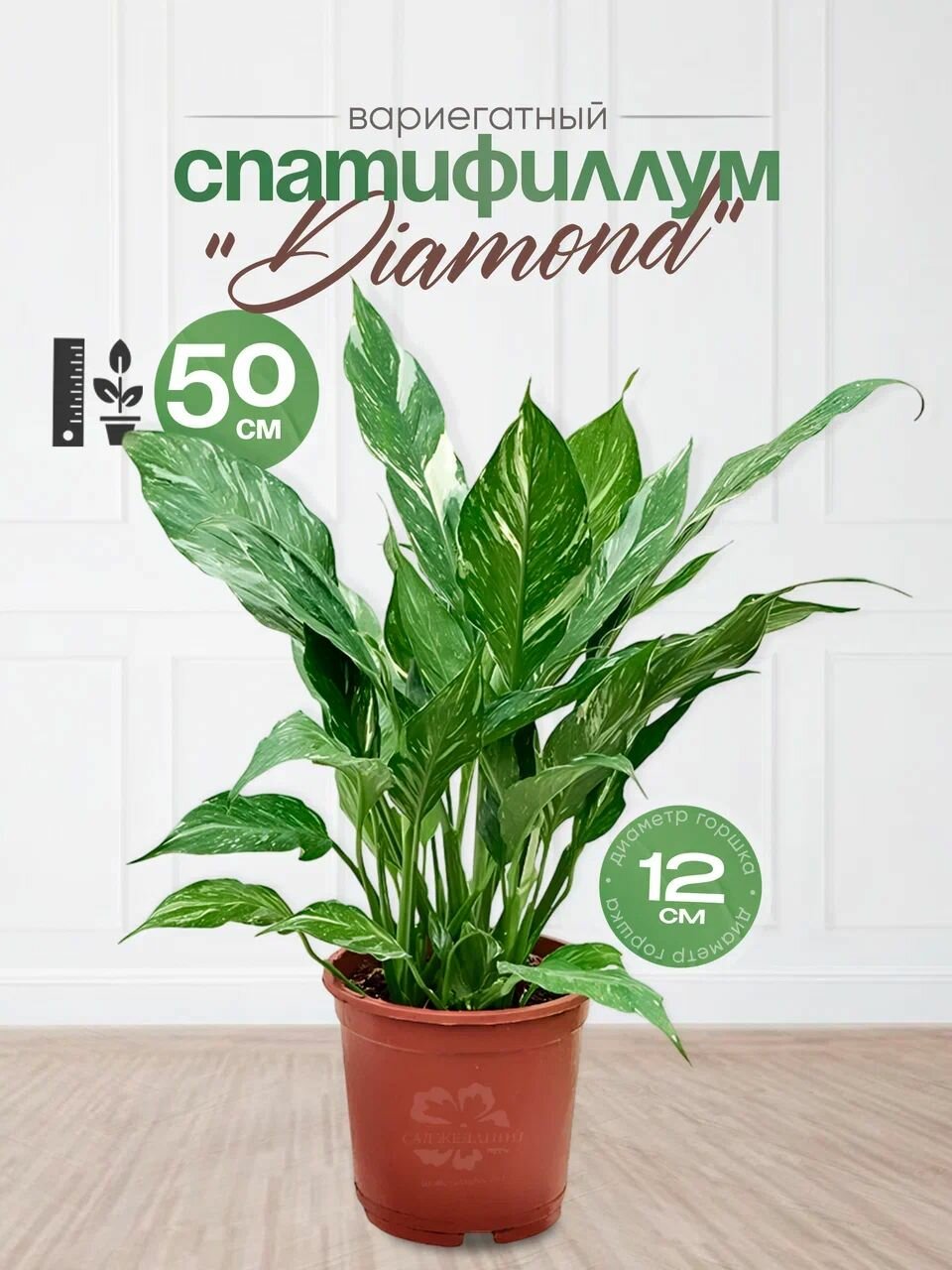 Спатифиллум вариегатный Даймонд 14*50
