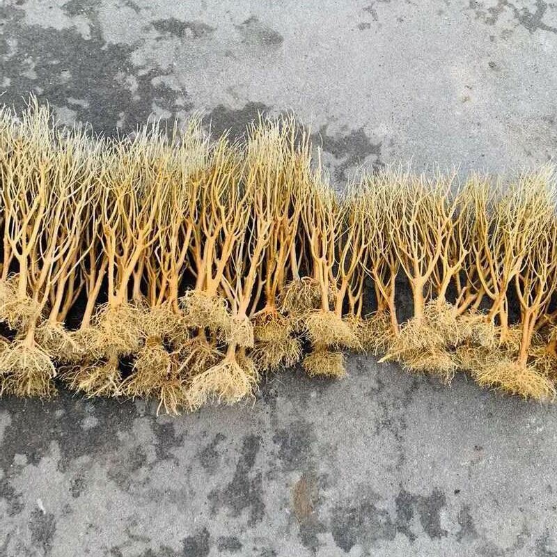 Натуральный корень коряги, мох, дерево, аквариум, орнамент, ландшафтный декор