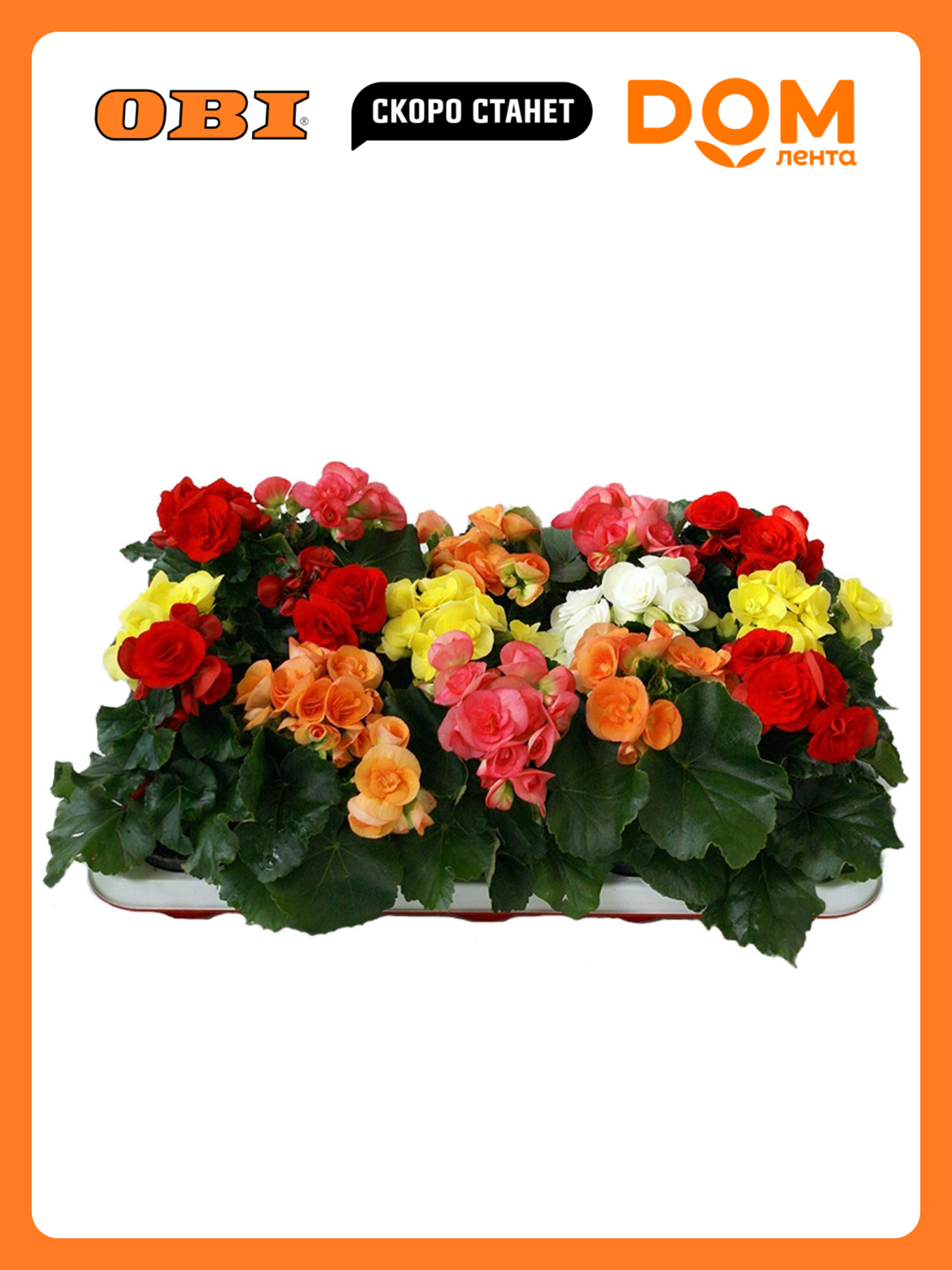 Бегония махровая "Микс", декоративно-цветущая, неприхотливая, для интерьера