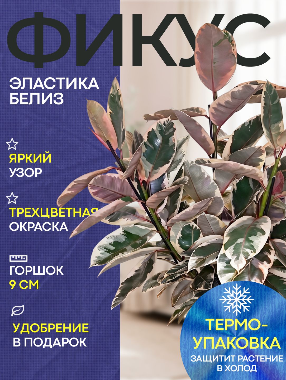 Фикус Эластика Белиз саженец комнатного растения живой