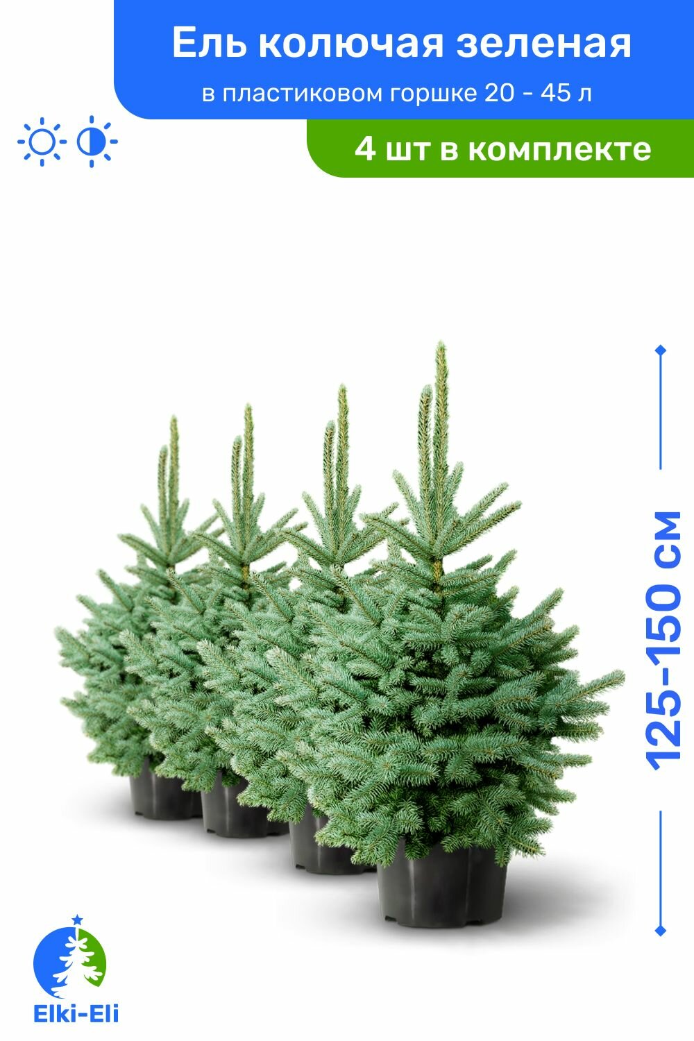 Ель колючая зелёная 125-150 см в пластиковом горшке 20-45 л, саженец, хвойное живое растение, комплект из 4 шт