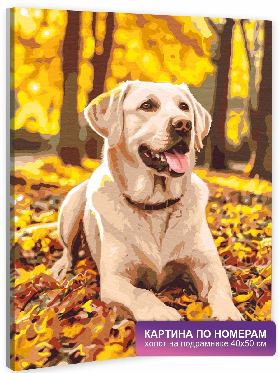 Картина по номерам на холсте с подрамником 40х50 см. Природа, животные, рыбы, птицы. Собаки, щенки. "Лабрадор", арт. 5311/