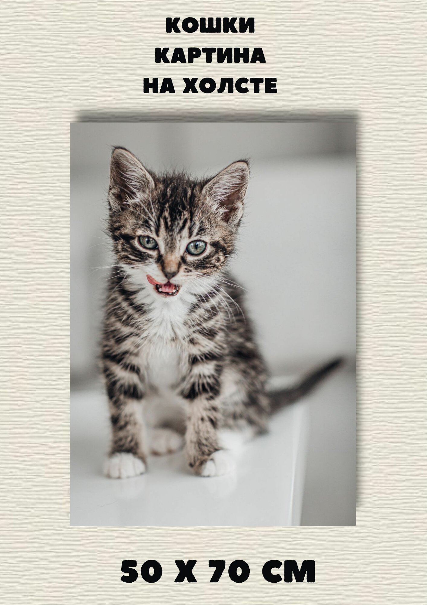 Картина "Коты животные котята" фотокартина на холсте для интерьера