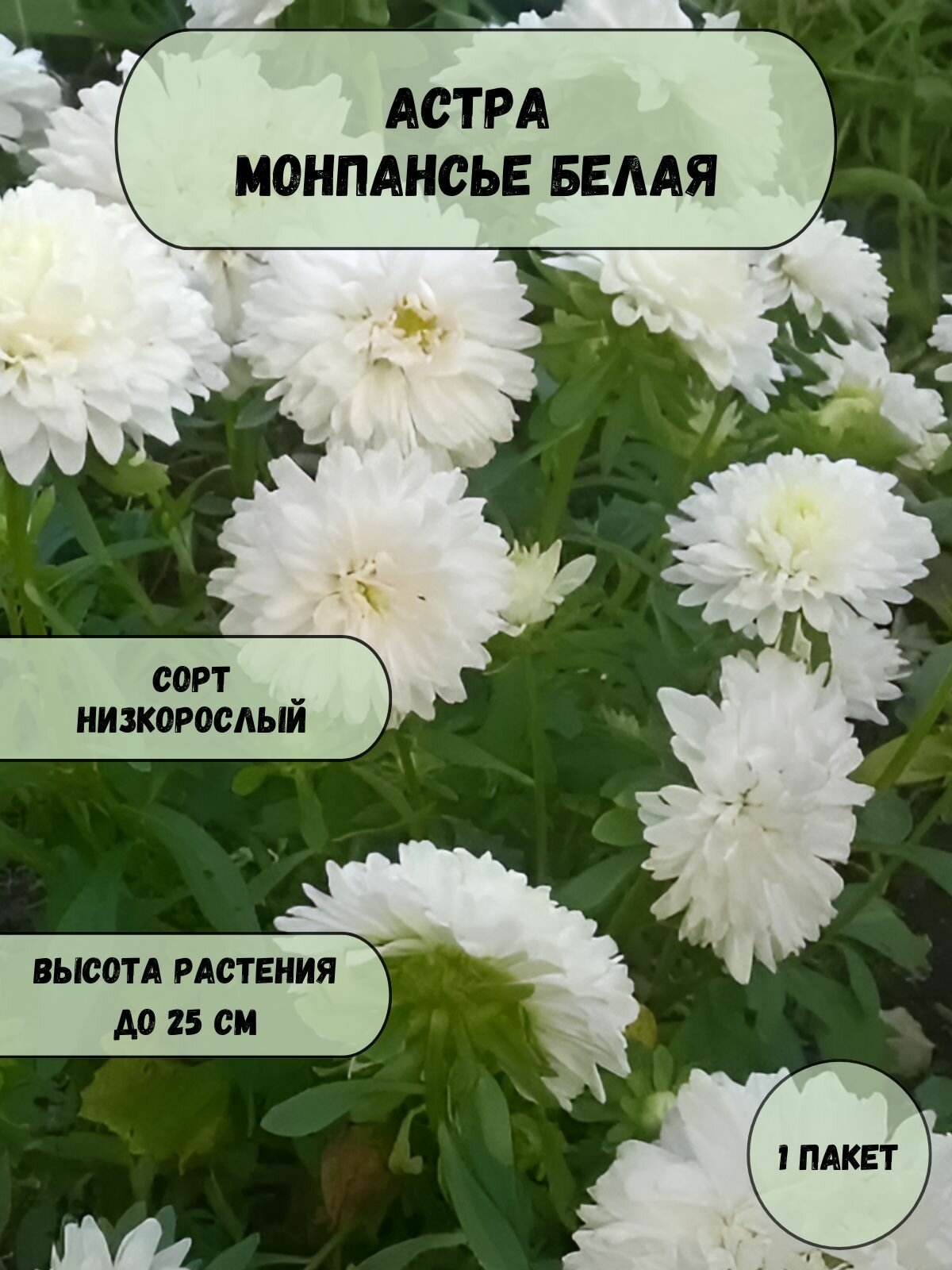 Астра Монпансье белая семена 10 шт