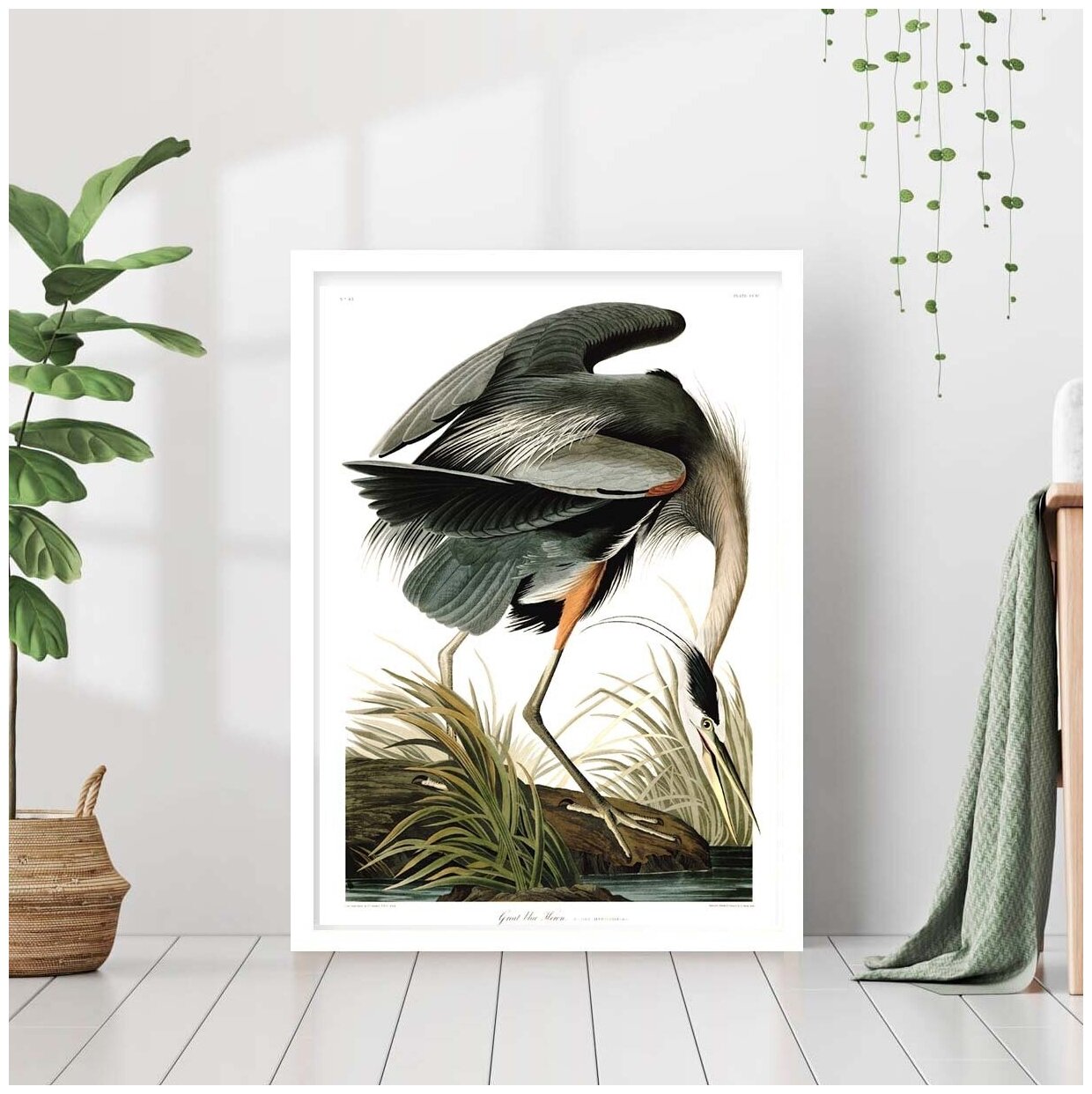 Постер "Птицы Голубая цапля" 50x70 в белой рамке на стену для интерьера