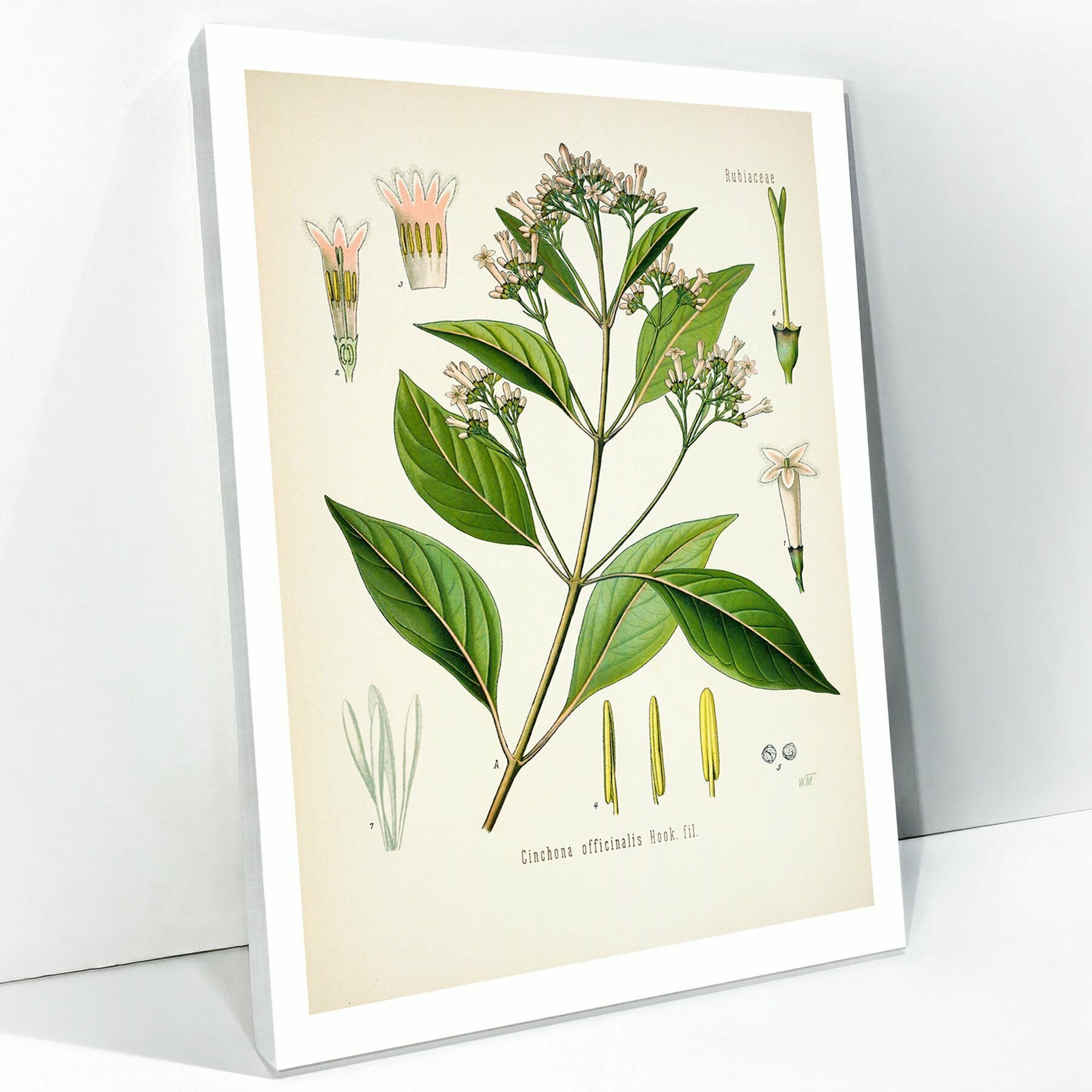 Картина Ботанические растения из иллюстраций на холсте 30х40см