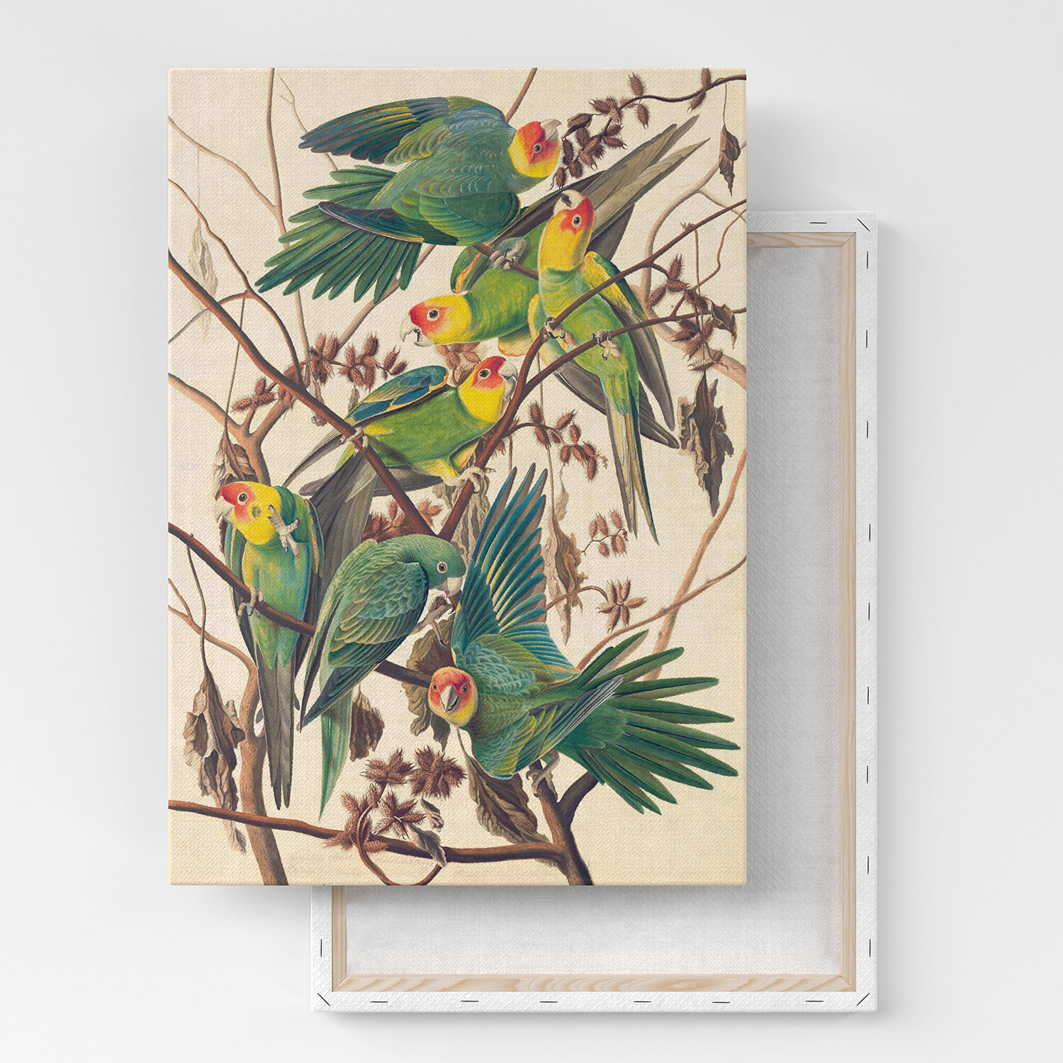 Картина на холсте, репродукция / Джон Джеймс Одюбон - Carolina Parakeet / Размер 60 x 80 см