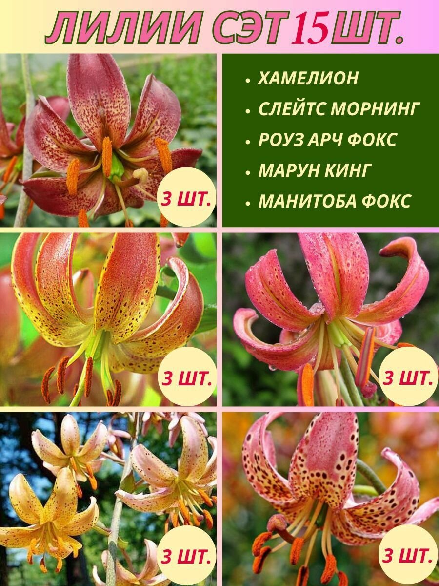 Лилии сэт, луковицы для посадки