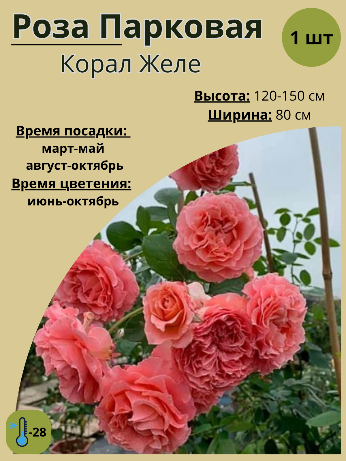 Роза парковая Корал Желе