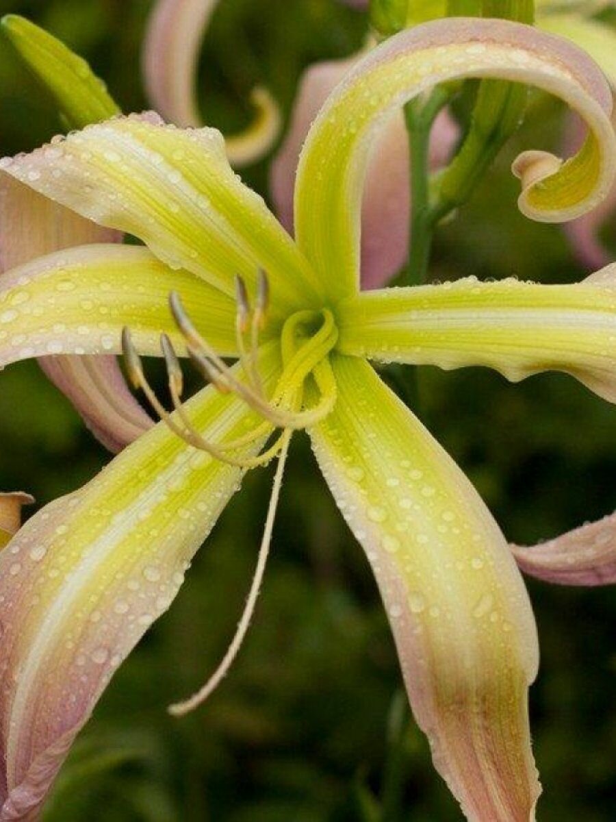 Лилейник-спайдер Десерт Айскл