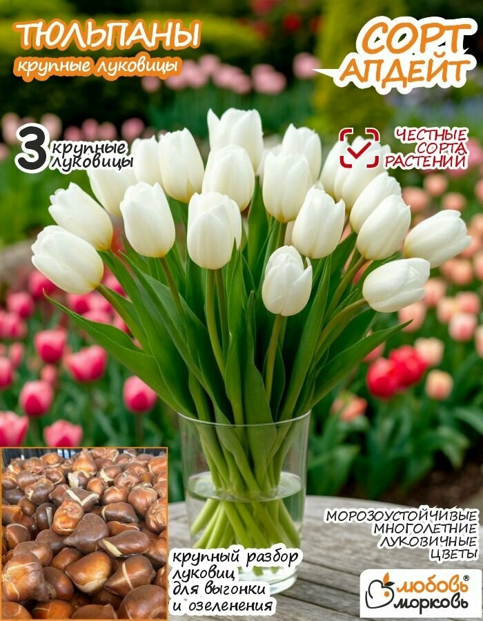 Тюльпан Луковица, Апдейт, 3 шт крупные