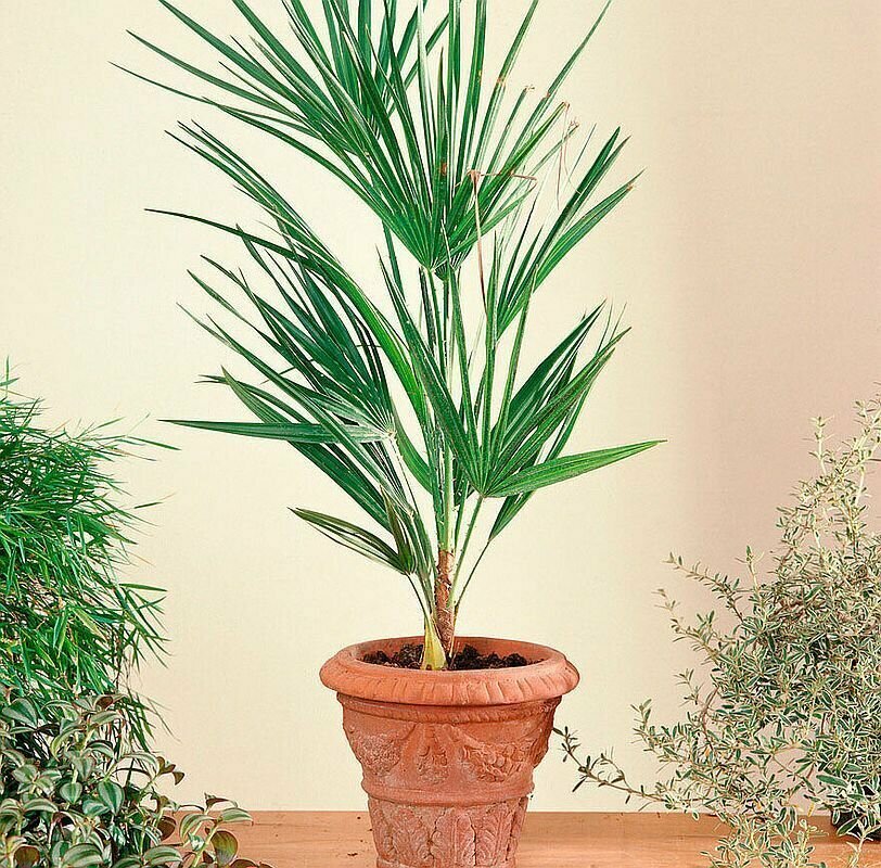 Пальма Трахикарпус Форчуна