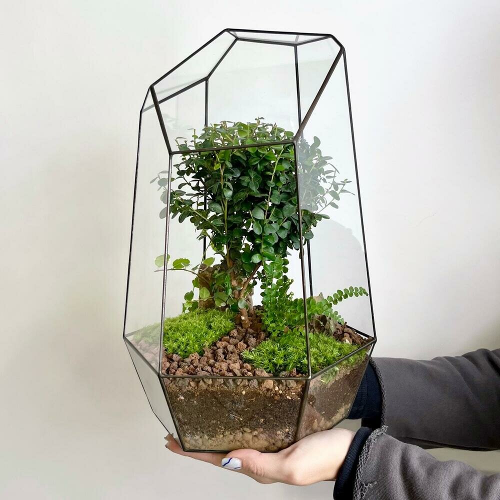 Стеклянный флорариум (открытая экосистема) с живыми цветами, папоротник, Мирсина, фикус Пумила и мох, 34 см