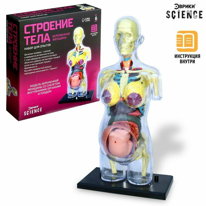 Набор для опытов детский Строение тела , беременная женщина