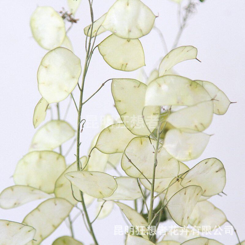 Композиция "Рапсодия", с засушенными цветами, серебристый веер