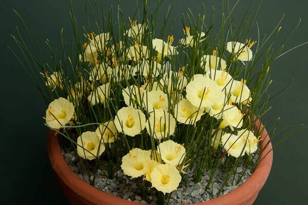 Нарцисс Julia Jane 5 шт