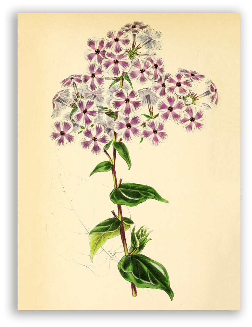 Гравюра Постер на бумаге / Van Houtte S Phlox