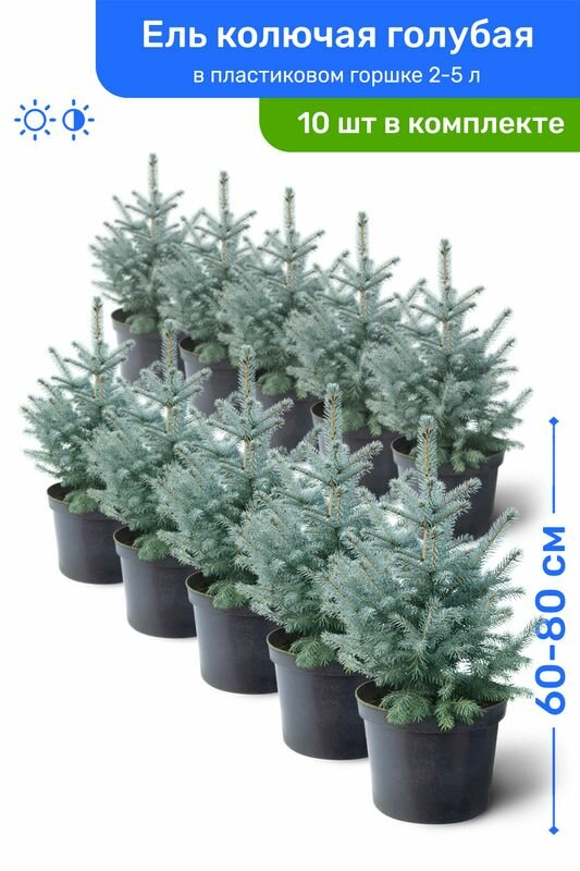 Ель колючая голубая 60-80 см в пластиковом горшке 2-5 л, саженец, хвойное живое растение, комплект из 10 шт