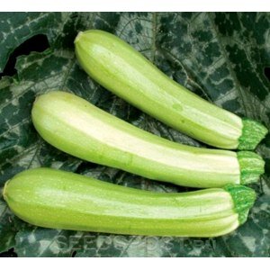 Семена Кабачок Кавили F1 цуккини зеленый 6шт Ранние (Семко)