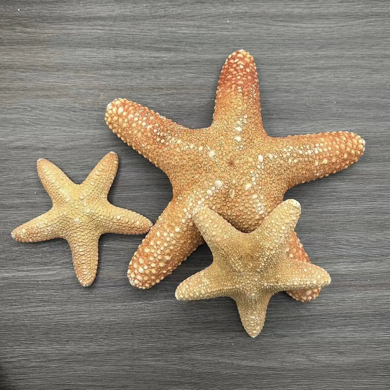 Декоративная морская звезда из ракушки Fat 18-20cm 1pcs