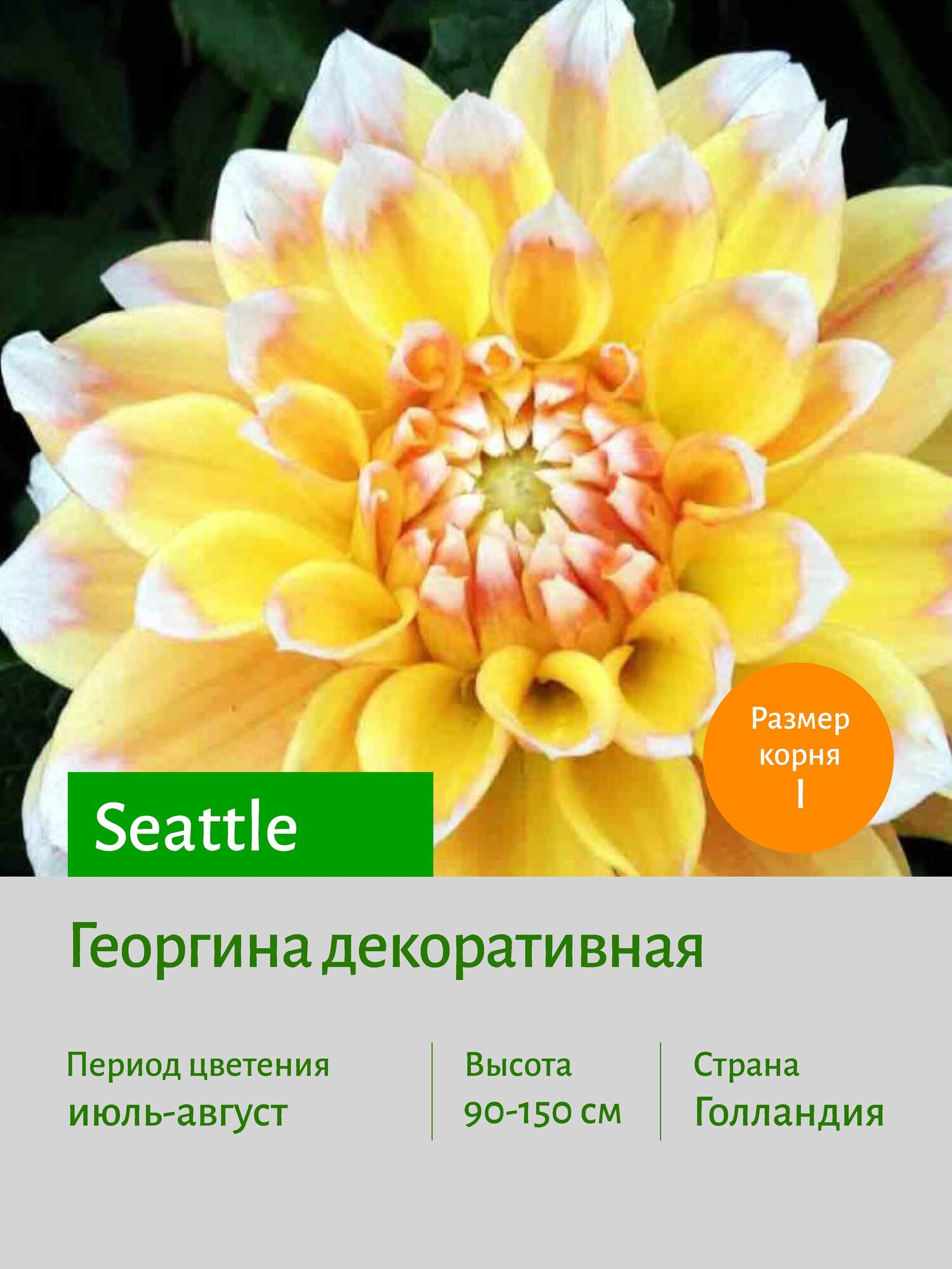 Георгина декоративная Сиэтл (Seattle) 3 шт сотка