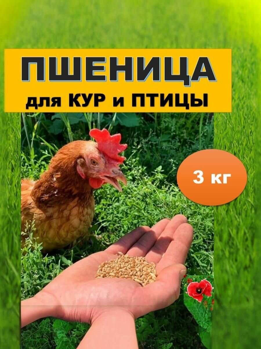 Пшеница Поволжские Дары, для голубей, кур и с/х птицы, 3000 гр