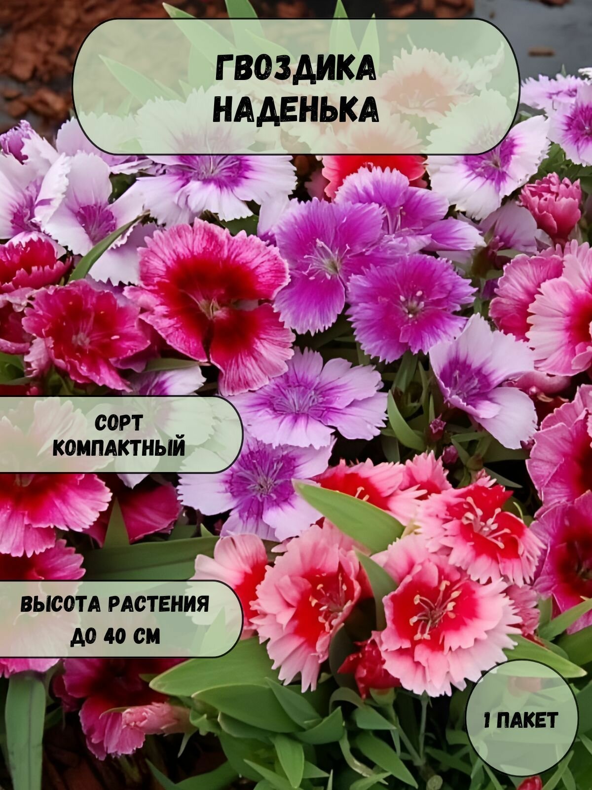 Гвоздика Наденька семена 10 шт