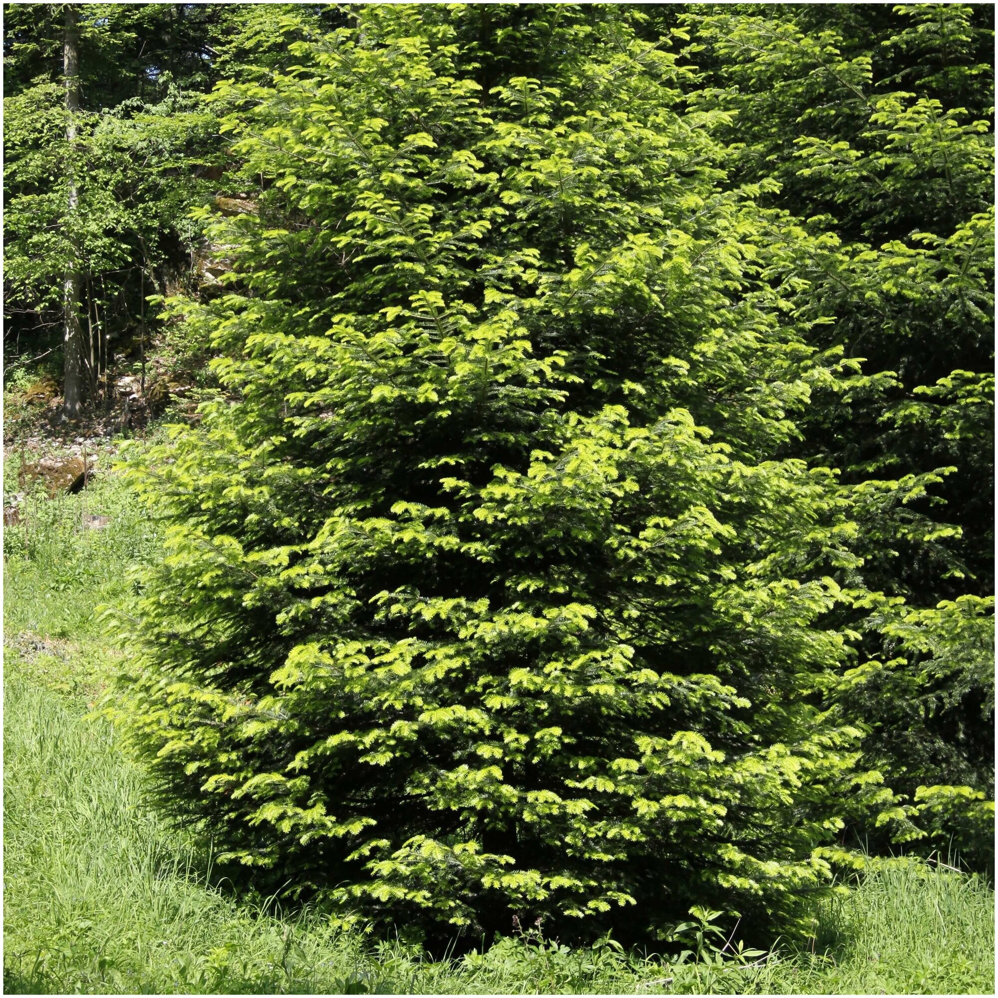 Семена Орешка Пихта белая 10 ШТ