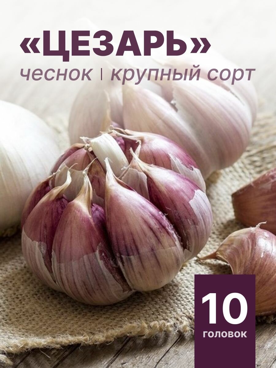 Чеснок крупный "Цезарь" на посадку 10 головок