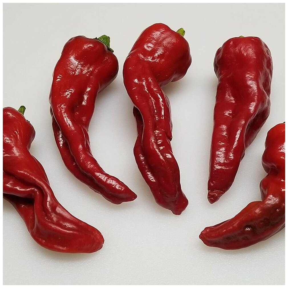 Семена Орешка Перец острый Сморщенная кишка 5 ШТ