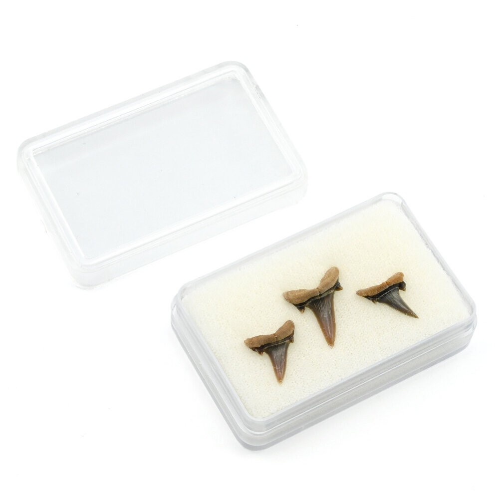 Зубы акулы "Turania" 3шт. в блистерной упаковке .