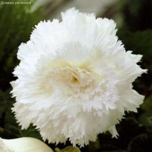 Бегония Фимбриата Уайт (1 клубень), Нидерланды