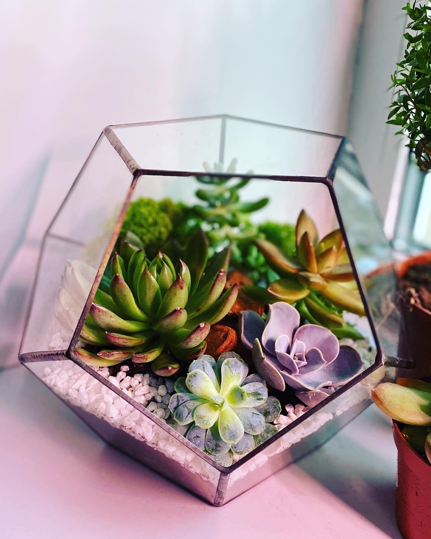 Флорариум «Додэкаэдр» суккуленты