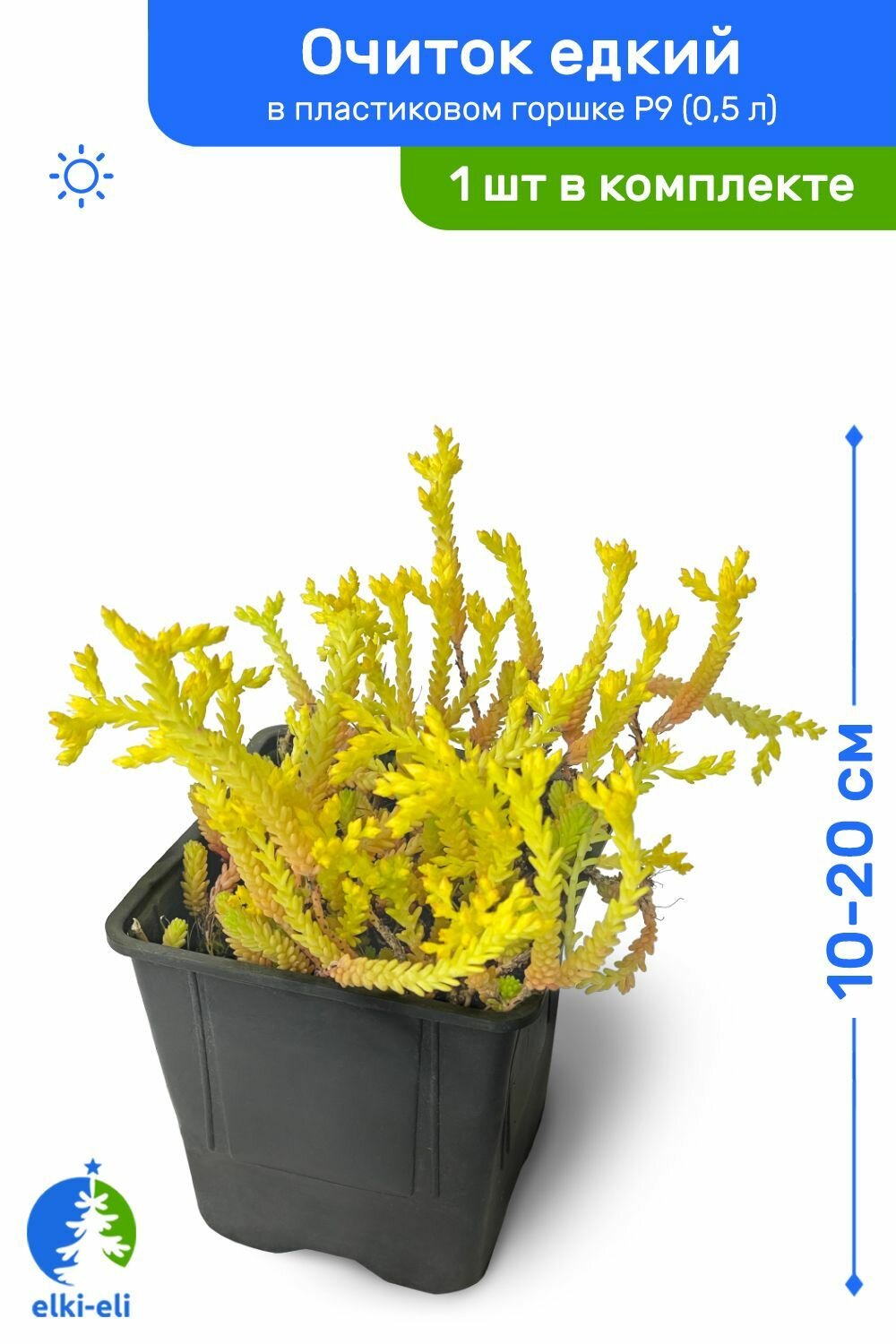 Очиток едкий 10-20 см в пластиковом горшке P9 (0,5 л), саженец, многолетнее травянистое живое растение