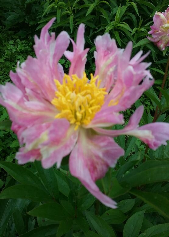 Пион PINK SPRITZER 1шт