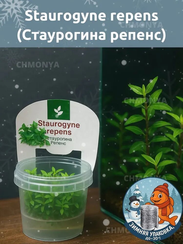 Меристемное растение Стаурогина Репенс Staurogyne repens, живое аквариумное растение