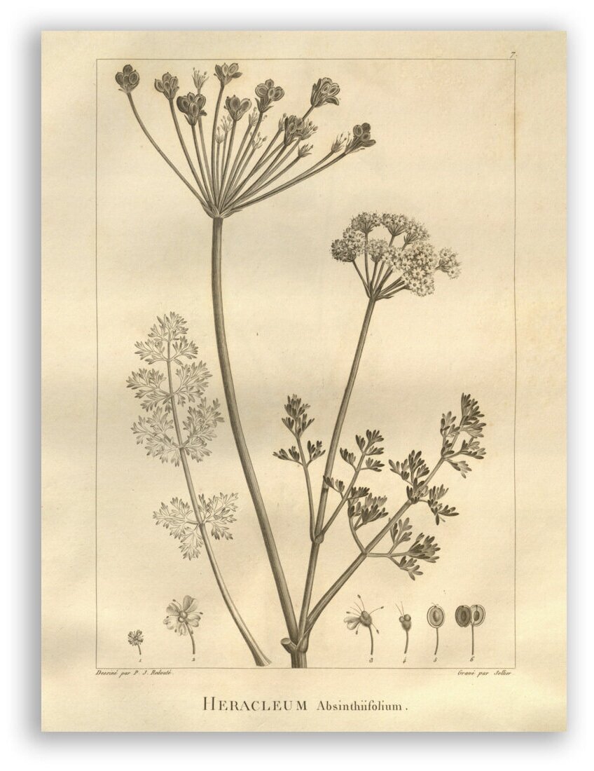 Гравюра Постер на бумаге / Heracleum / Борщевик