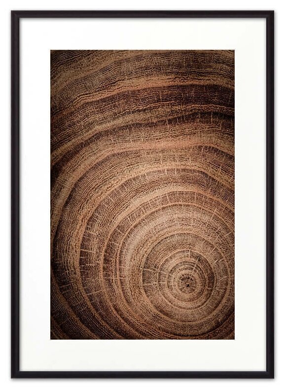 Постер в рамке Срез дерева, 40х60 см